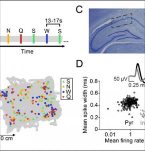 Taste Coding In The Hippocampus – Jadhav Lab, Brandeis University
