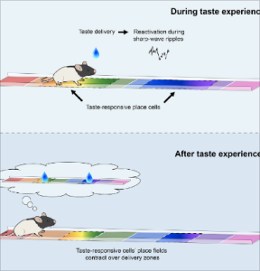 Research – Jadhav Lab, Brandeis University